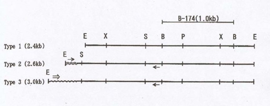 Paternal Inheritance of Mitochondrial DNA in Cucumber: Confirmation by ...