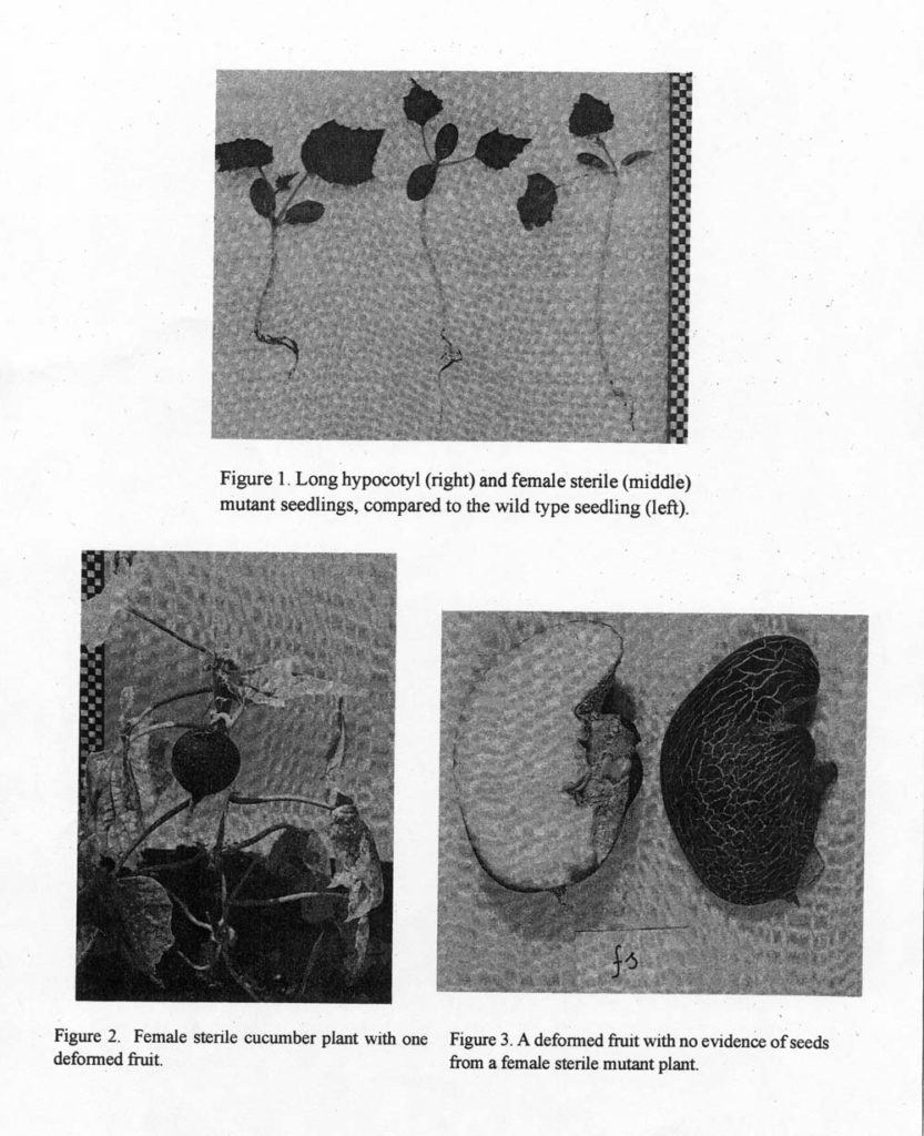 Cucumber (Cucumis sativus L.) Induced Mutations: A Female Sterile ...